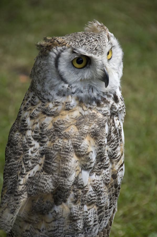 Watchful owl stock image. Image of intelligent, large - 14610515