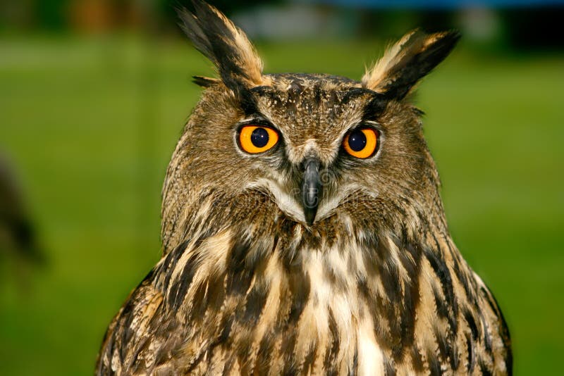 Watchful owl stock image. Image of intelligent, large - 14610515
