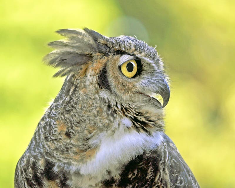 Great Horned Owl Side Profile Stock Photos - Free & Royalty-Free Stock ...