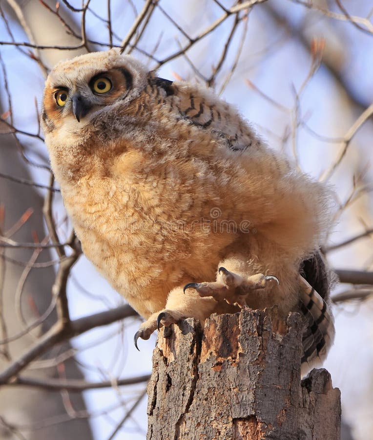 Great-horned Owl Baby Perched on a Branch in the Forest Stock Image ...