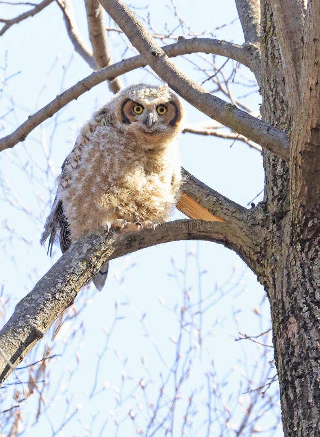 Great Horned Owl Baby Perched Branch Forest Stock Photos - Free ...