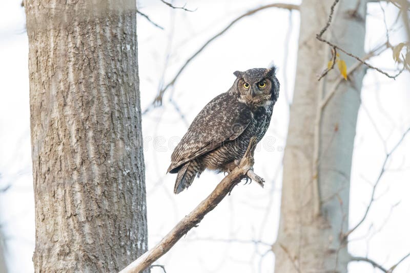 Great Horned Owl stock photo. Image of wildlife, tree - 276160076