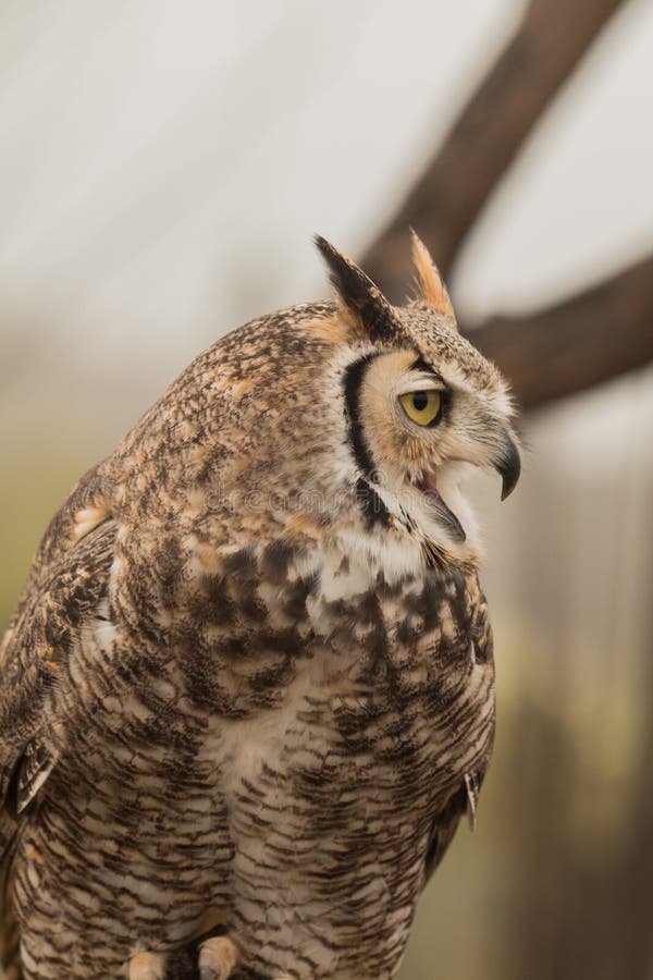 Great Horned Owl Calling Out Stock Photo - Image of nature, predator ...