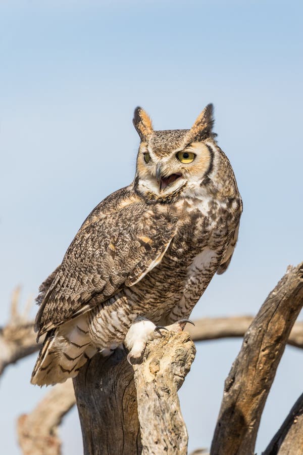 Great Horned Owl Calling Out Stock Photo - Image of avian, nature: 69860360