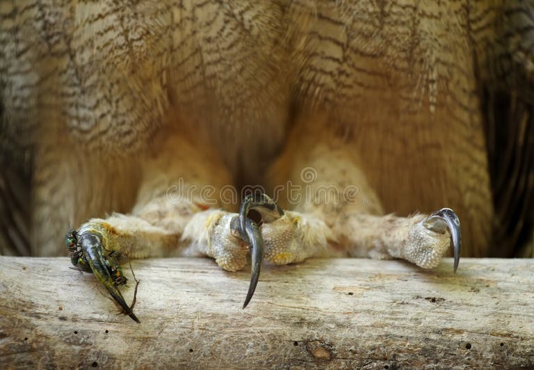 Great Horned Owl claws stock image. Image of claw, woods - 3020645