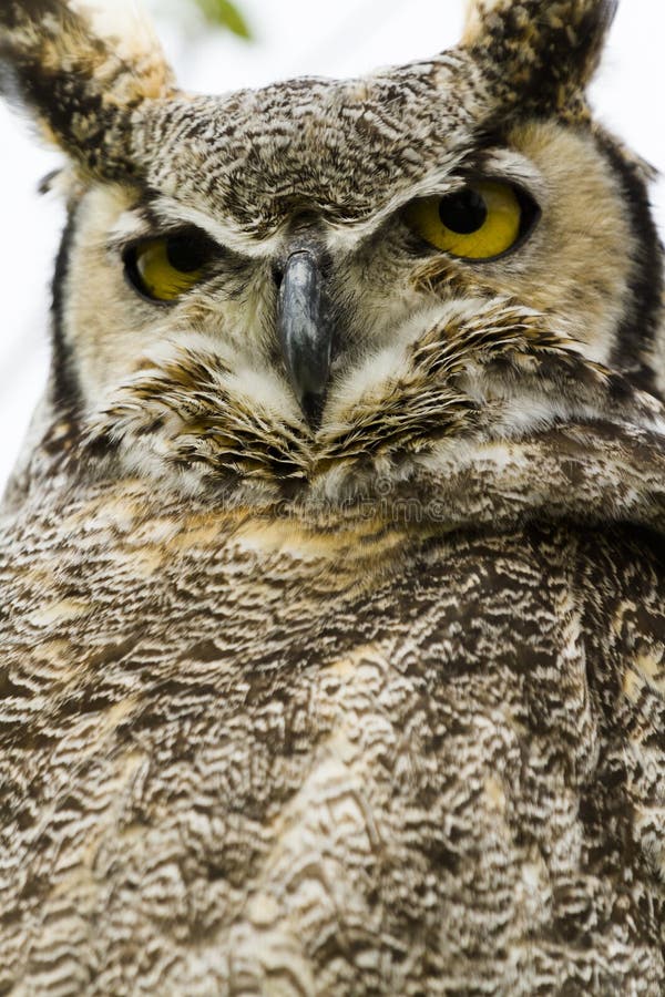 Great Horned Owl stock photo. Image of horned, year, gray - 31102062