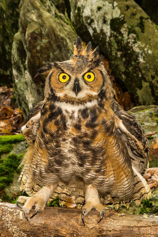 Great Horned Owl stock image. Image of adult, hoot, cute - 103142715