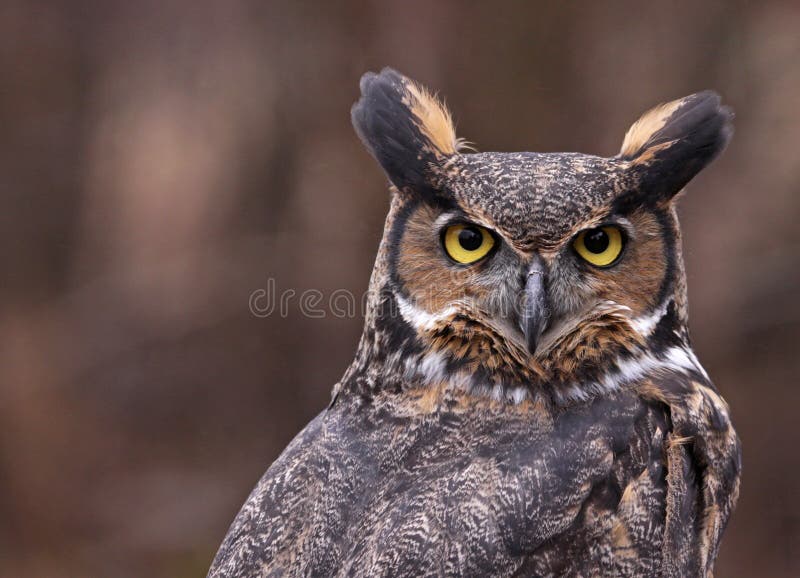 Great Horned Owl Ears stock image. Image of virginianus - 31115241
