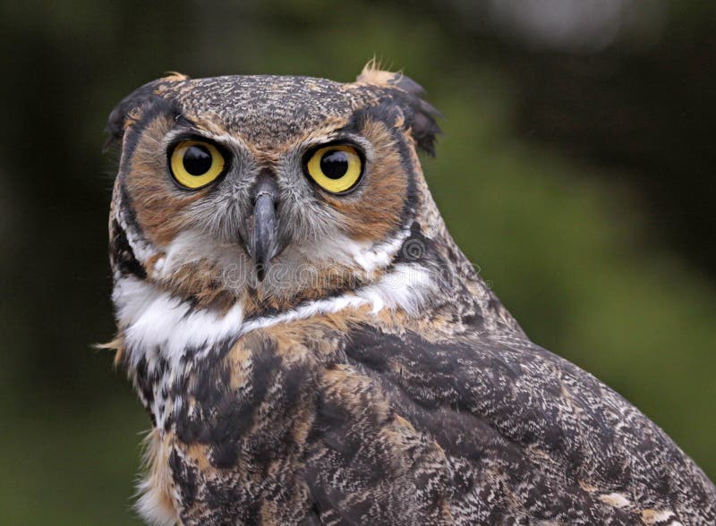 Great Horned Owl Ears Back stock photo. Image of look - 31115030