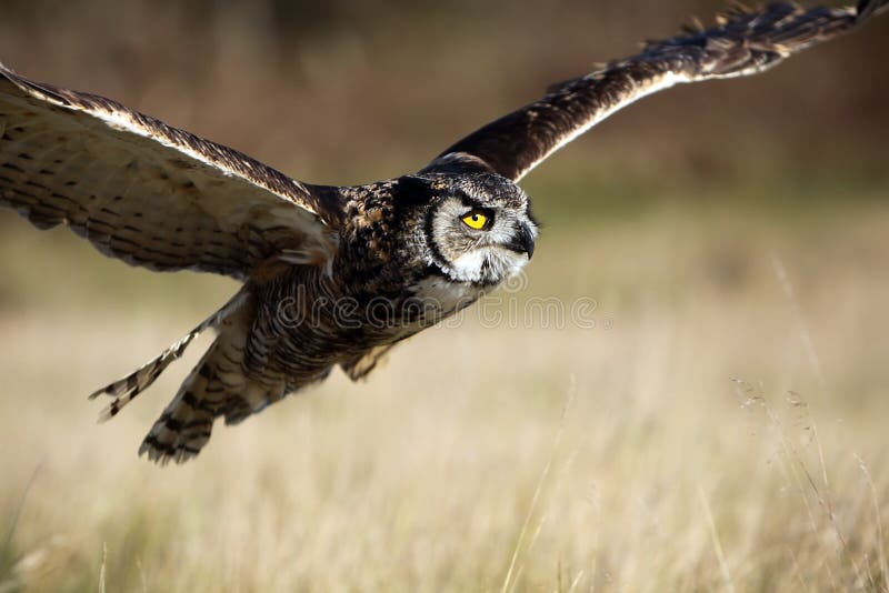 Great Horned Owl in Flight stock photo. Image of horned - 16712016