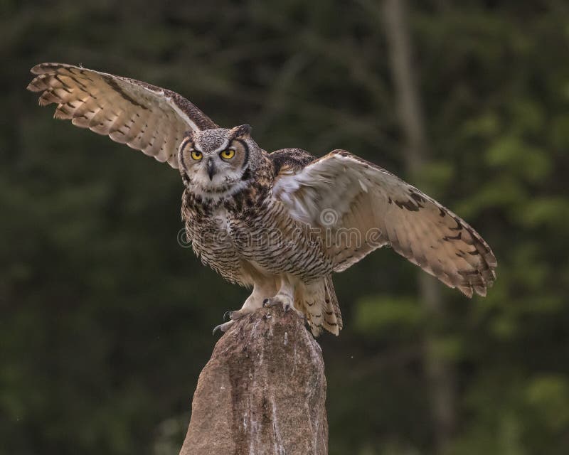 Great Horned Owl in Flight; Canadian Raptor Conservancy Stock Photo ...