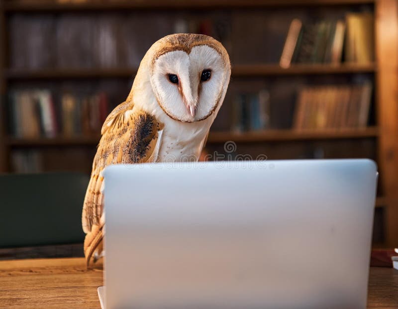 Great Horned Owl in Front of Laptop Stock Photo - Image of portrait ...