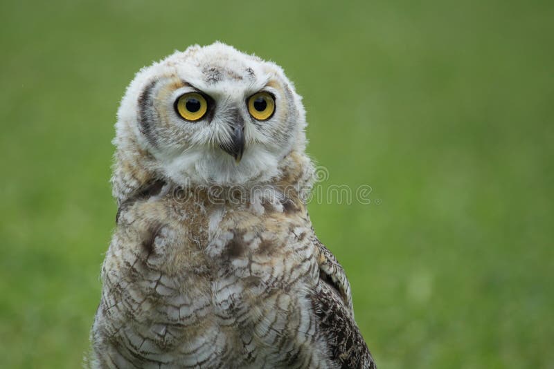 Great horned owl juvenile stock image. Image of virginianus - 28491053