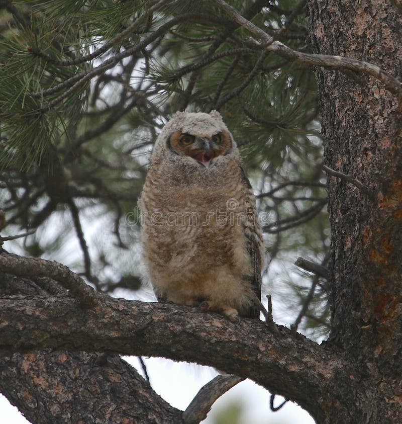1,993 Great Horned Owl Beak Photos - Free & Royalty-Free Stock Photos ...