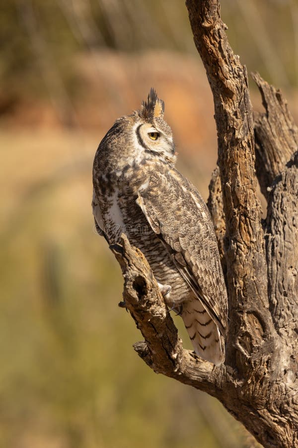 Great Horned Owl Looking Back Behind Itself while Perched on a Dead ...