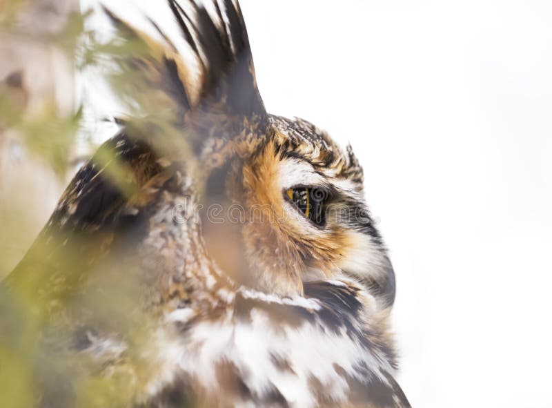 Great Horned Owl Looking Out from Perch in Tree, Side View of Eye ...