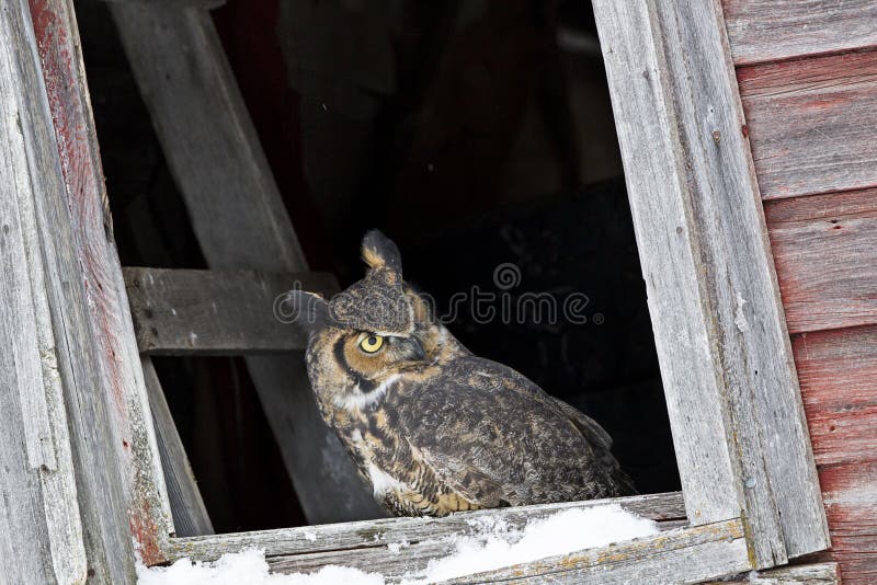 Great Horned Owl Looking Outside of Old Barn Window Stock Photo - Image ...