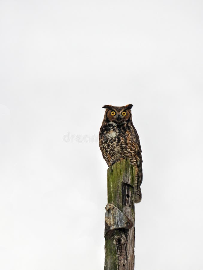 Great Horned Owl Perches on Old Telephone Pole White Background Stock ...