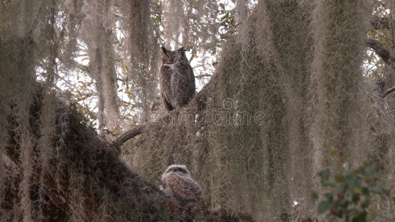 Great Horned Owl with an Owlet on a Tree. Stock Footage - Video of ...