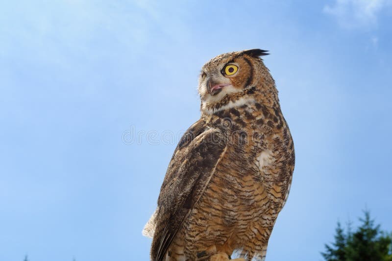 Great Horned Owl Perched stock photo. Image of feathers - 26190784