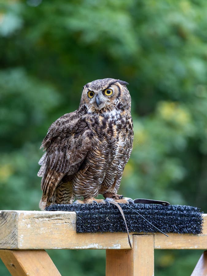 Great Horned Owl Perched on a Fence Stock Image - Image of talon ...