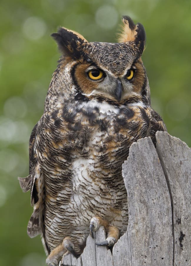 Great Horned Owl Perched on Fence Post Stock Image - Image of watching ...