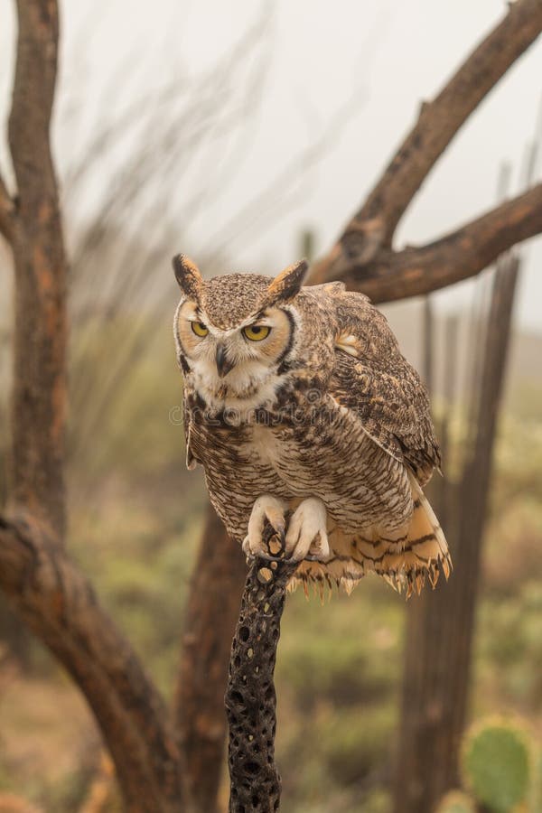 Great Horned Owl Perched Head on Stock Photo - Image of horned ...