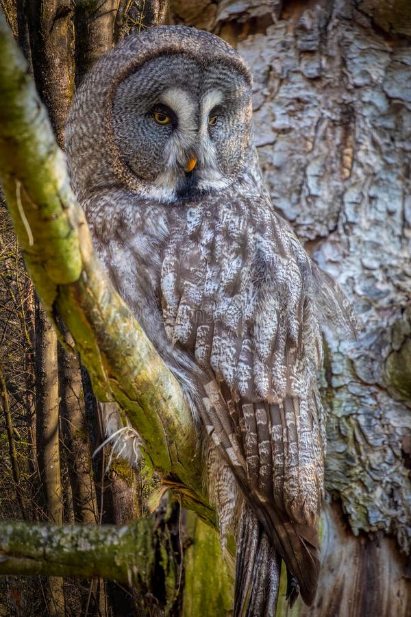 Great Horned Owl Perched in a Tree Stock Photo - Image of horned, bird ...