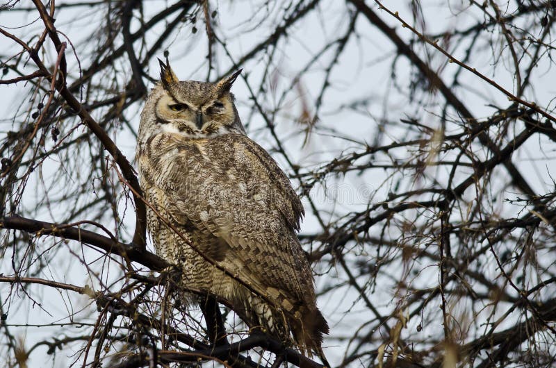 Great Horned Owl Perched in a Tree Stock Photo - Image of north ...
