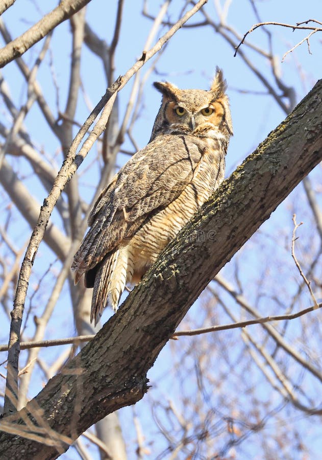 Great-horned Owl Perched on a Tree Branch in the Forest Stock Photo ...