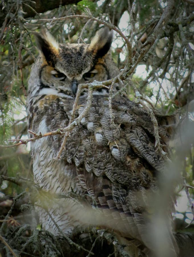 Great Horned Owl Perched in a Tree Near the Nest in Wisconsin Stock ...