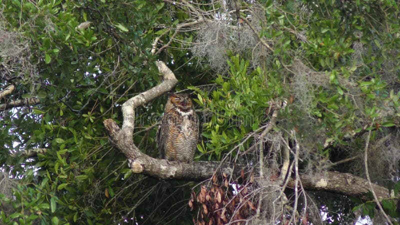 Great Horned Owl perches stock footage. Video of great - 127633478