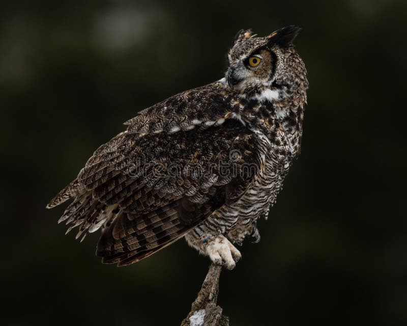 Great Horned Owl Perching on a Log Stock Photo - Image of bubo, talon ...