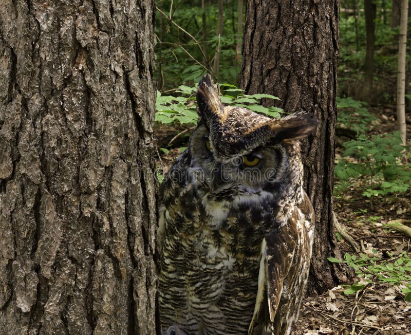 Cute Funny Quizzical Great Horned Owl Stock Image - Image of beak ...