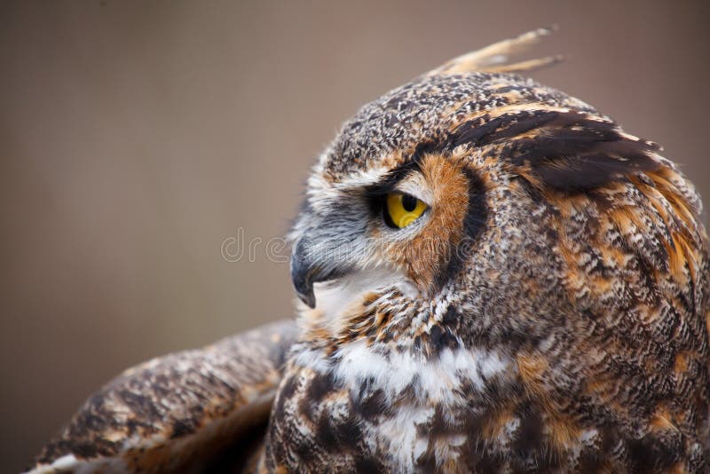 Great Horned Owl portrait stock photo. Image of animal - 28701580