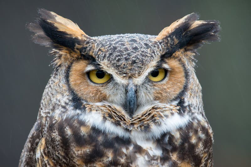 Great Horned Owl Portrait Stock Photo - Image: 28701580