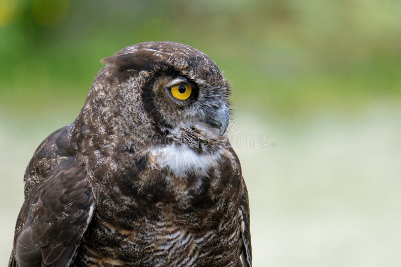 Majestic Great Horned Owl Staring Intently Stock Photos - Free ...