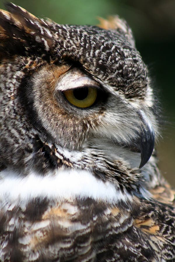 Great Horned Owl stock photo. Image of beauty, beak, staring - 5829410