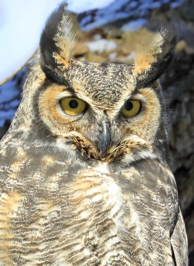Great horned owl portrait stock photo. Image of carnivore - 235828058