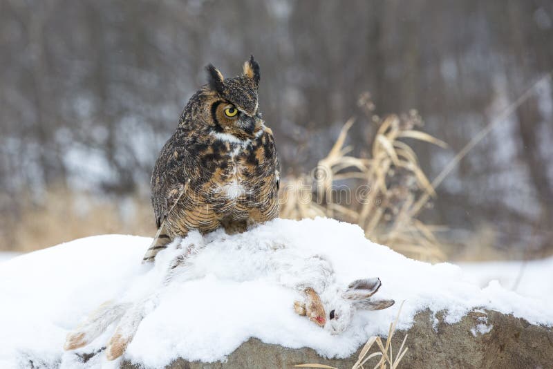 Great horned owl with prey stock photo. Image of farm - 38543190