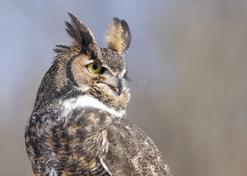 Great-horned Owl Profile Portrait Stock Photo - Image of plumage ...