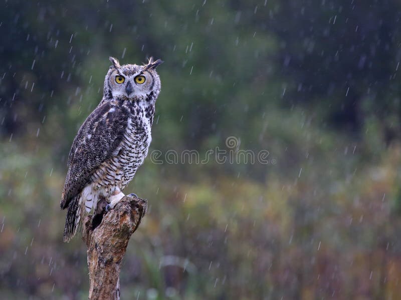 Great Horned Owl in the Rain Stock Image - Image of outdoors, eyes ...