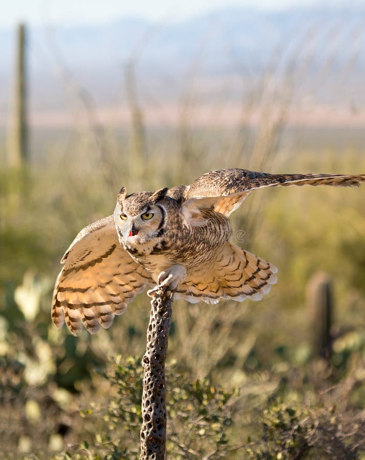 Great-horned Owl Ready To Take Flight Stock Photo - Image of flying ...