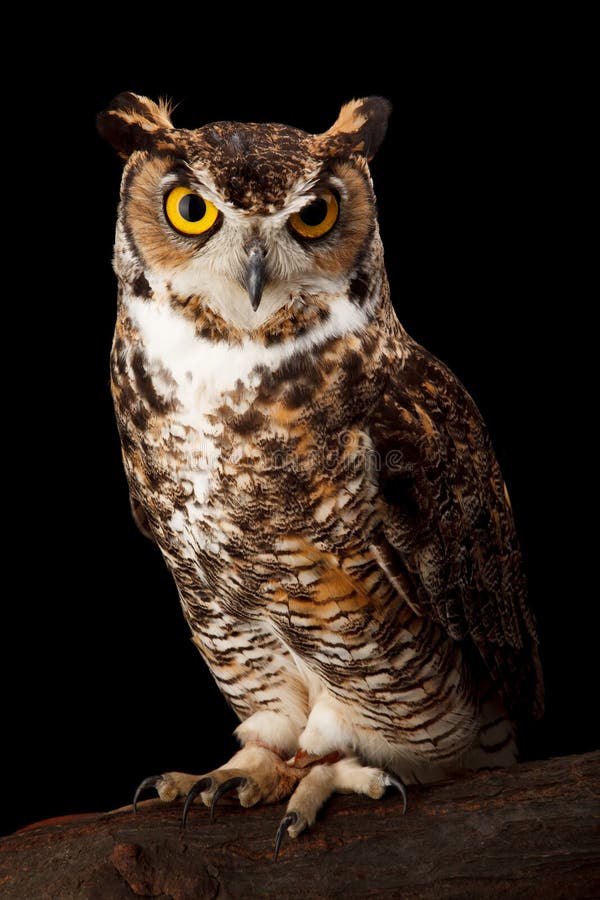 Great Horned Owl Wallpaper