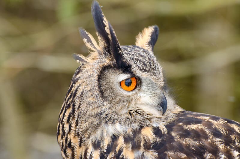 Side View Great Horned Owl Stock Photos - Free & Royalty-Free Stock ...