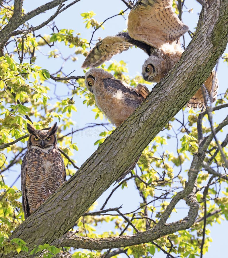 Great-horned Owl Sitting on a Tree Branch with Their Mother, Quebec ...