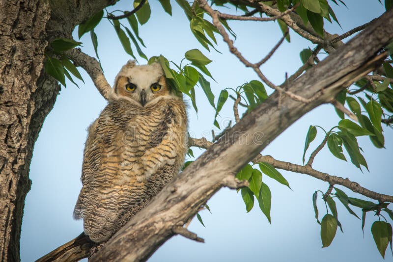 Great Horned Owl stock image. Image of owlet, small, posing - 54333711
