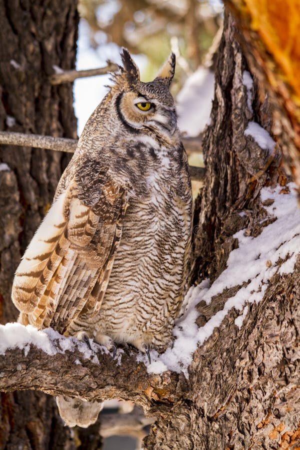 Great Horned Owl in Snow Covered Tree Stock Image - Image of crossing ...