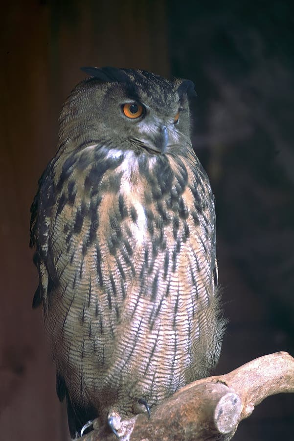 Great Horned Owl on a Tree Branch Stock Photo - Image of fowl, cute ...