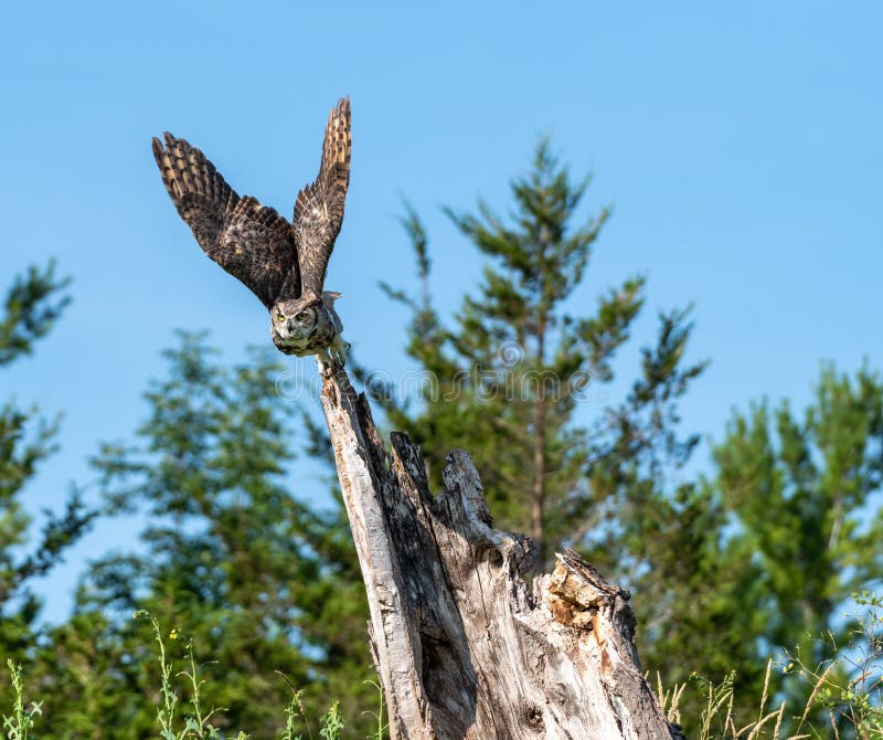 Great Horned Owl on Tree Stump Stock Image - Image of falcon, great ...